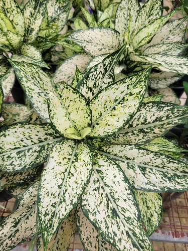 Aglaonema, Spring Snow | Agua Viva Eco-Life