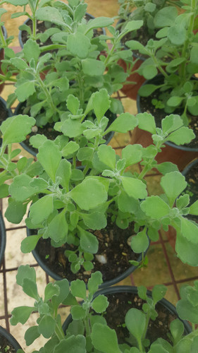 Vicks Plant | Agua Viva Eco-Life