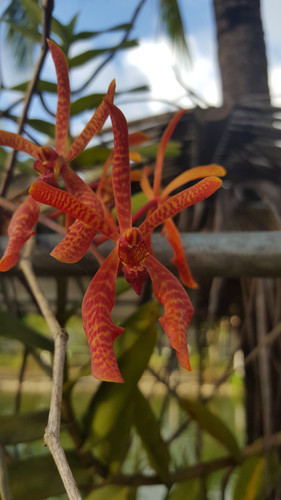 Orchid, Aranthera Red James Storie | Agua Viva Eco-Life