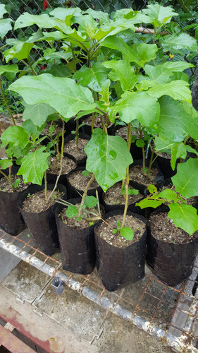 Susumber | Agua Viva Eco-Life