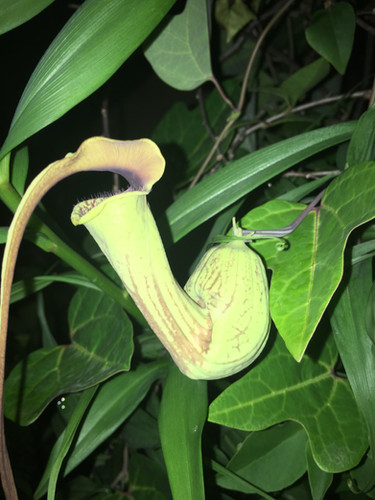 Tref / Dutchman's Pipe | Agua Viva Eco-Life