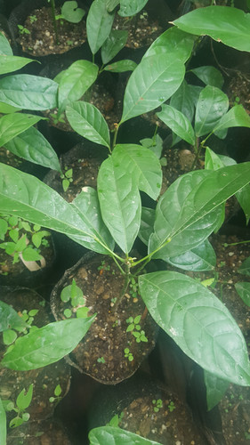 Kola Nut, Acuminata / Obi Seed, Acuminata | Agua Viva Eco-Life