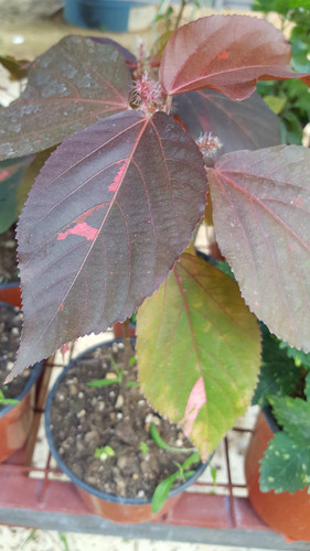 Acalypha, Copper Leaf | Agua Viva Eco-Life
