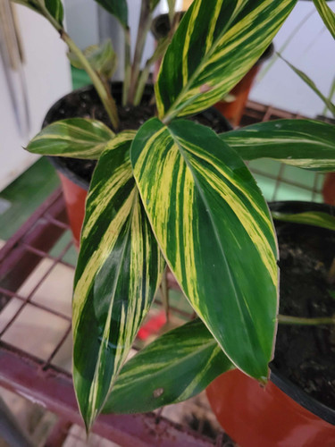 Ginger, Shell (Variegated) | Agua Viva Eco-Life