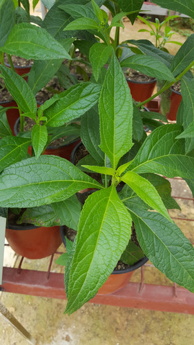 Zebapique | Agua Viva Eco-Life