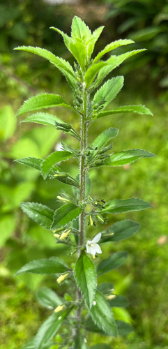 Ditay Payee | Agua Viva Eco-Life