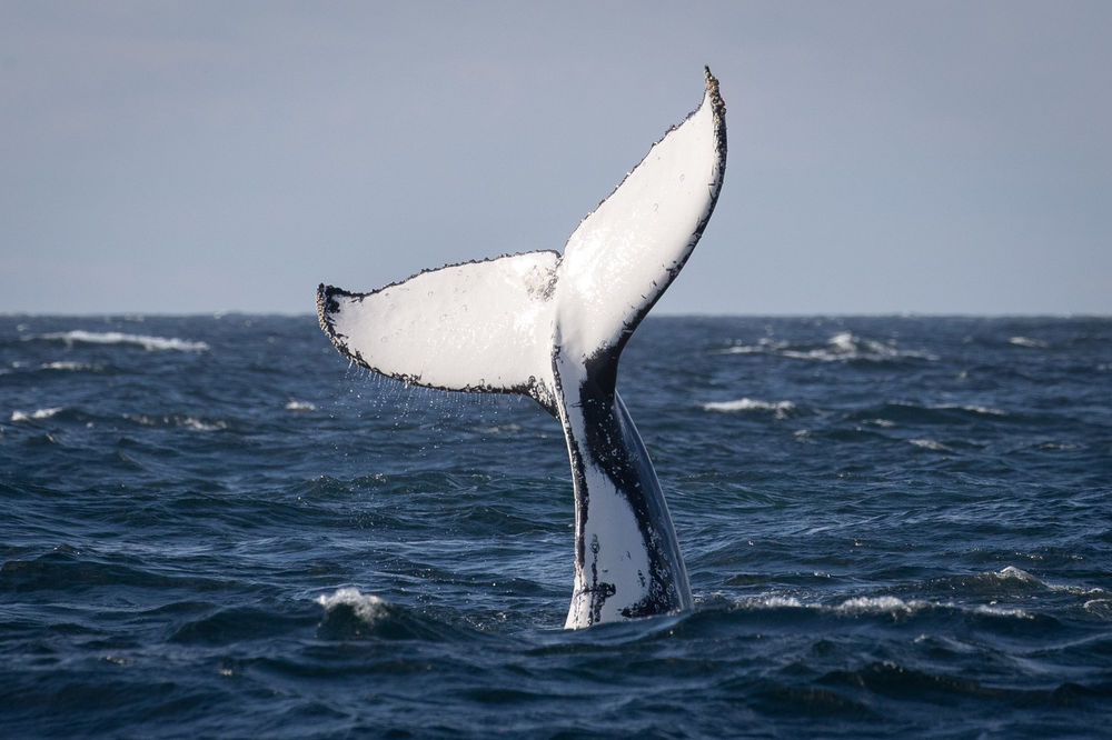 An Awesome humpback encounter