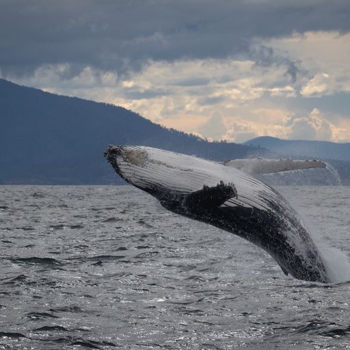 Whale Season Officially Open After Successful Bermagui Event