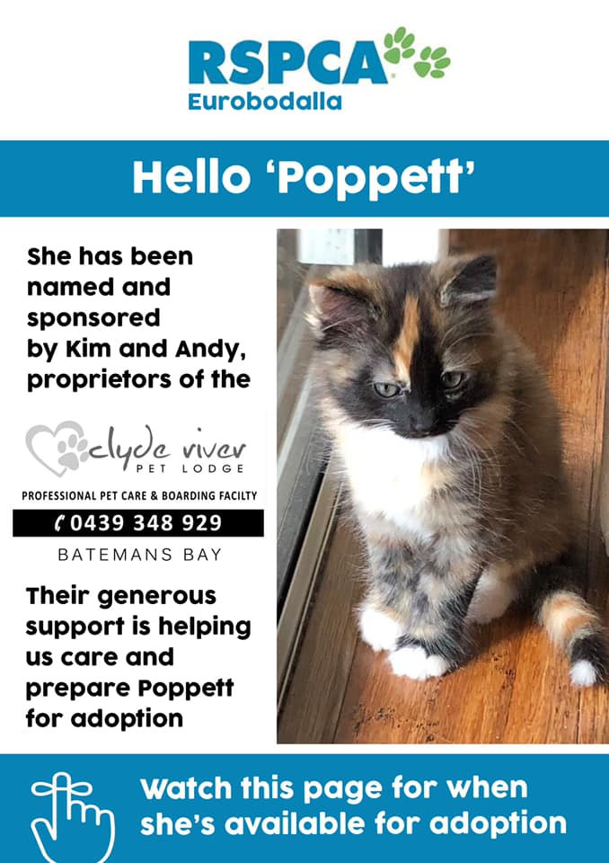 RSPCA Eurobodalla: Sponsor a kitten
