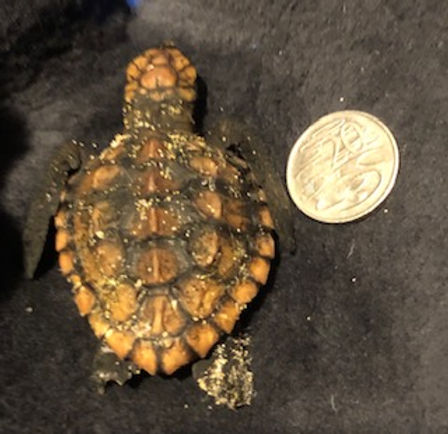 Baby Loggerhead Turtles Washing Ashore