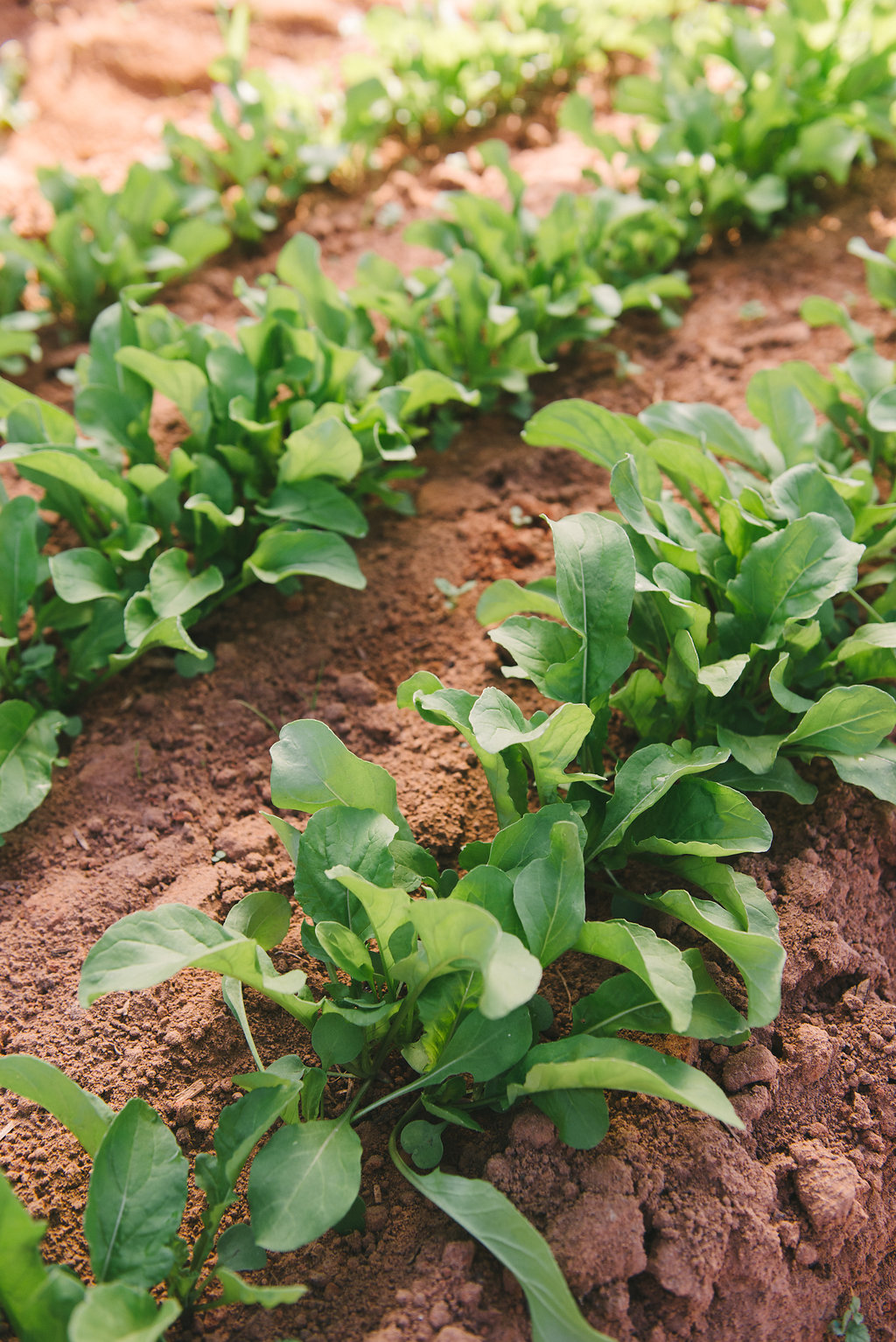 HOME | full-earth-farm