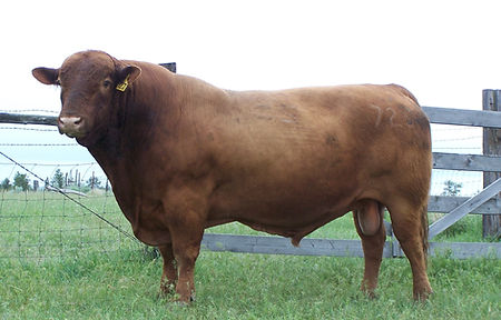 Our Cattle | Redland Red Angus