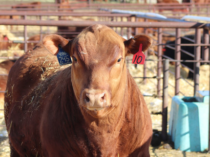 Redland Red Angus | Redland Red Angus and Gelbvieh