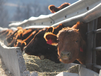 Redland Red Angus | Redland Red Angus and Gelbvieh