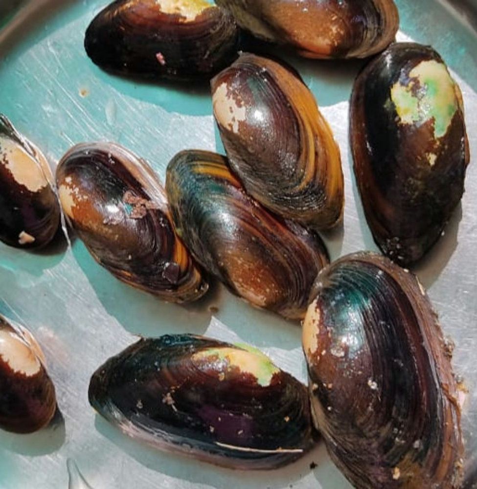 Anatomy of Mussels