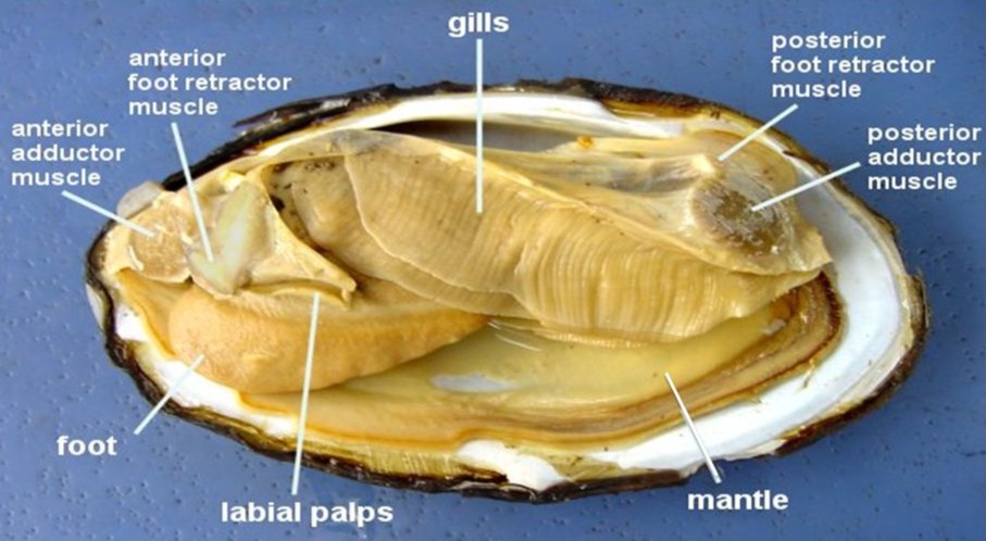 Anatomy of Mussels