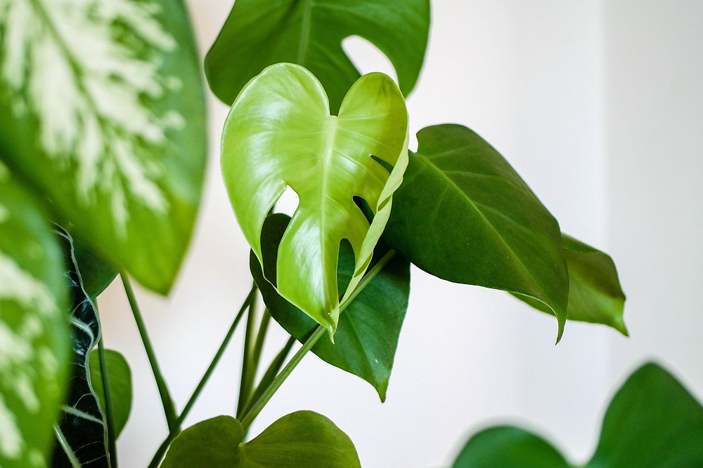 Aráceas: ótimas plantas para casas e apartamentos