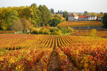 Vignoble en Bourgogne