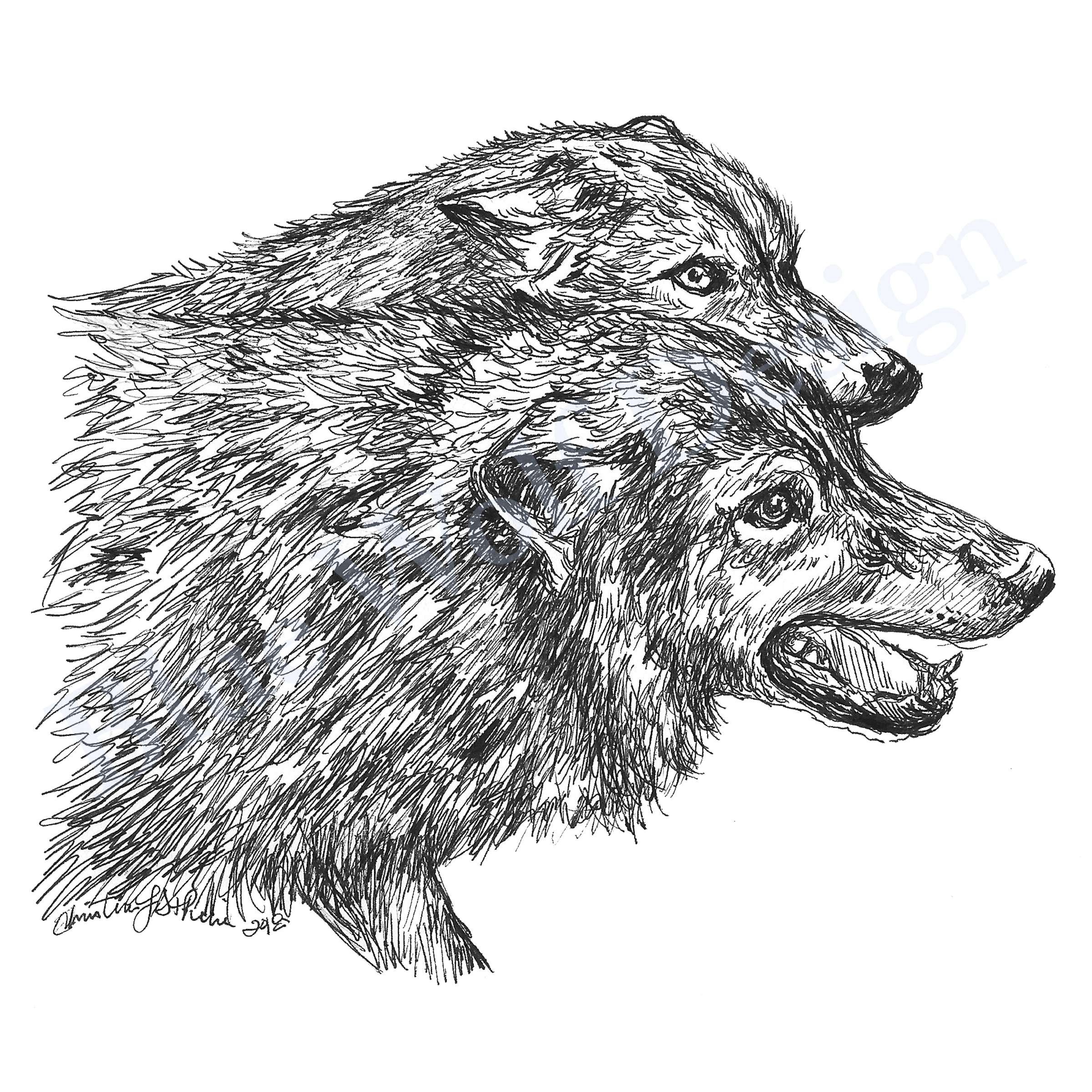 Blue Wolf Portfolio