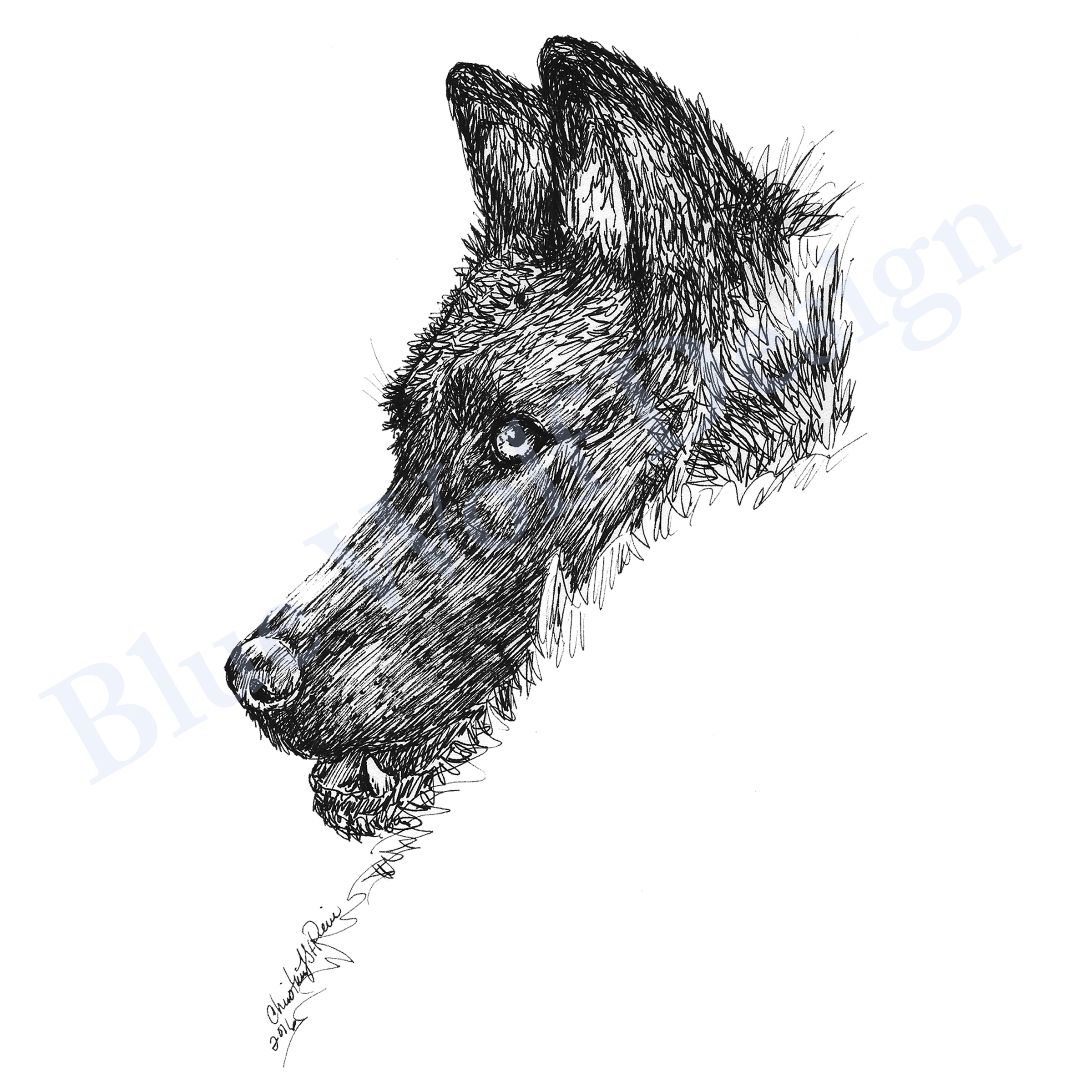 Blue Wolf Portfolio