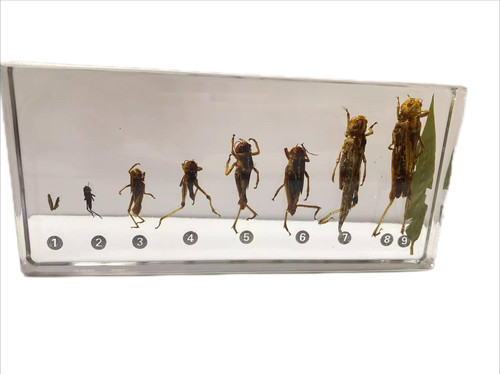 Life Cycle of Locust | Adotoys