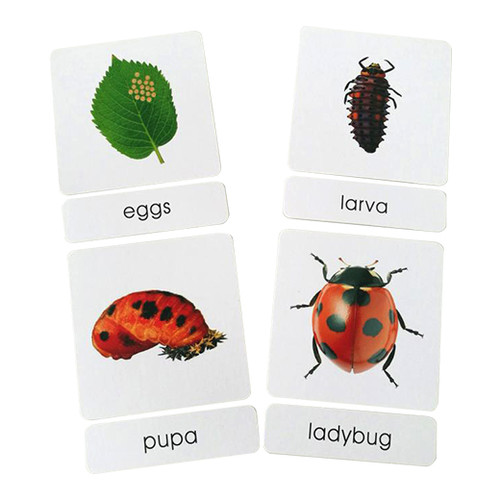 Ladybug Life Cycle Nomenclature Cards | Adotoys