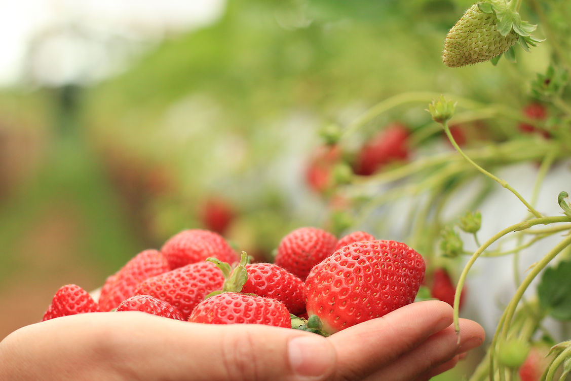 Buy Strawberries online | Ratafarm - New Zealand