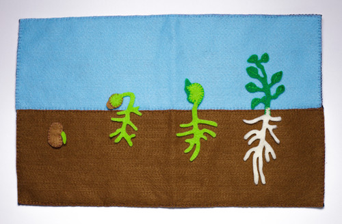 Life Cycle of Seed Felt Craft | PTLC