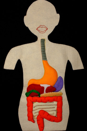 Digestive System Felt Craft | PTLC