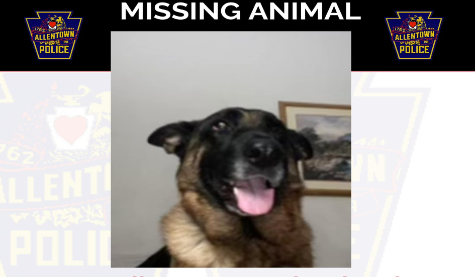 Allentown Police search for missing German Shepherd
