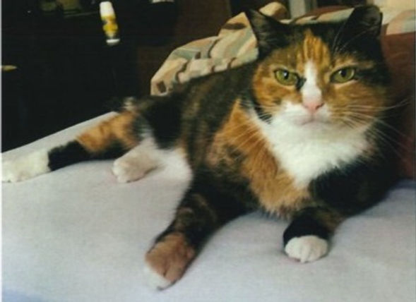 Calico Cat lost her family at Nockamixon State Park