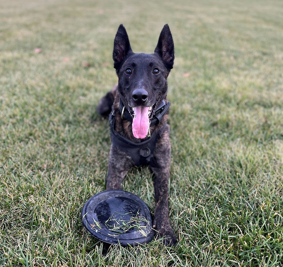 Hats off to K9 Rico of Bethlehem Police for assisting officers during ...