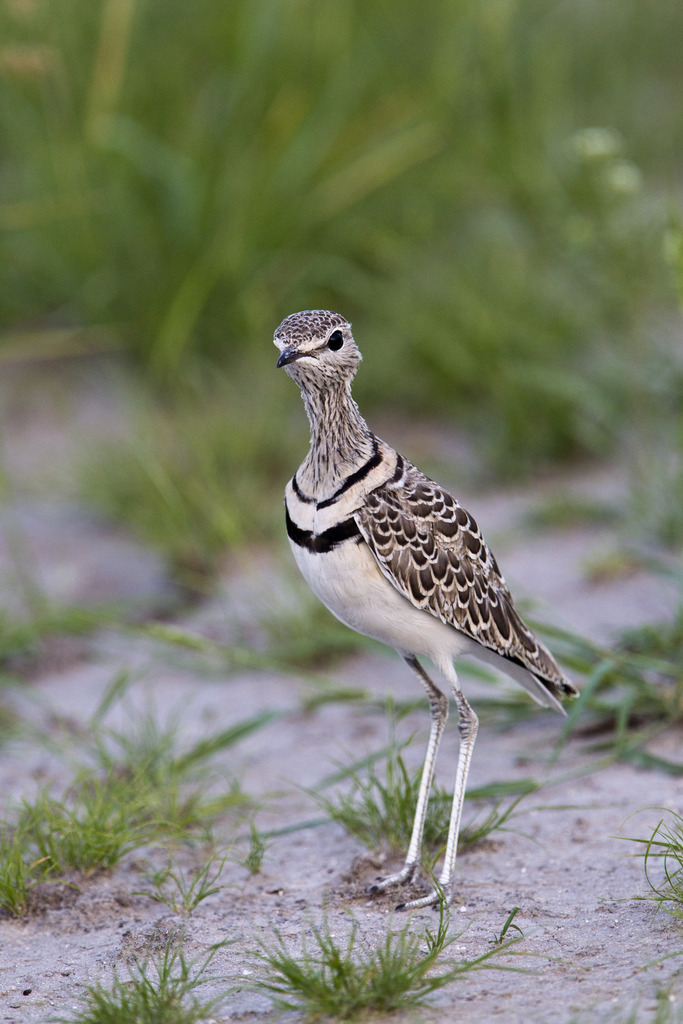 Kalahari Plains Camp - Central Kalahari, Botswana