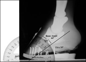 Evaluating the Navicular Bone