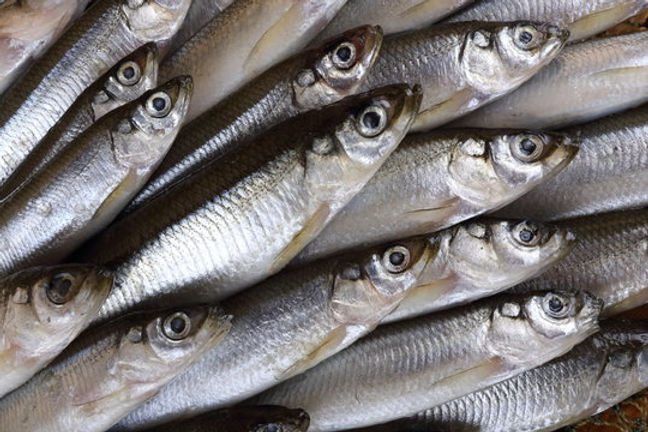 All about Silverside Smelt