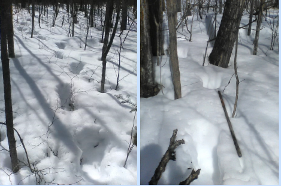 Bigfoot sighting from Vancouver Island