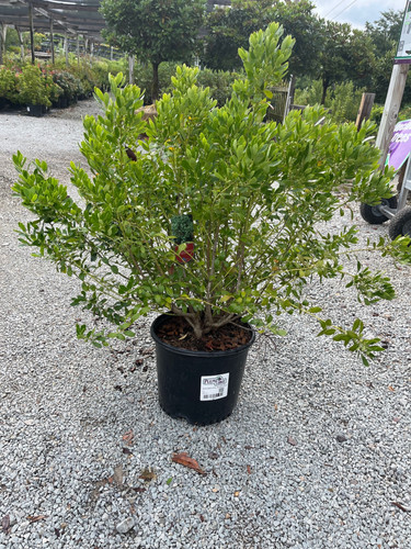 Ilex glabra 'Densa' - Densa Inkberry Holly | Plumline