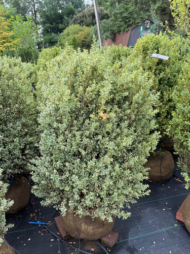Buxus sempervirens 'Aureovariegata' - Columnar Variegated Boxwood ...