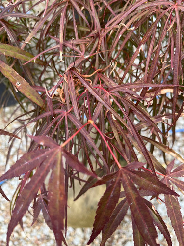 Acer palmatum 'Atrolineare' - Ribbon Leaf Japanese Maple | Plumline