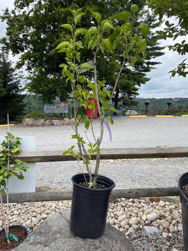 Syringa vulgaris 'Sensation' - Sensation Lilac | Plumline