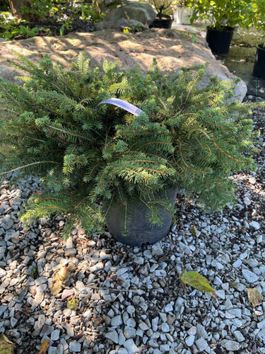 Bird's Nest Spruce - Picea abies 'Nidiformis' | Plumline