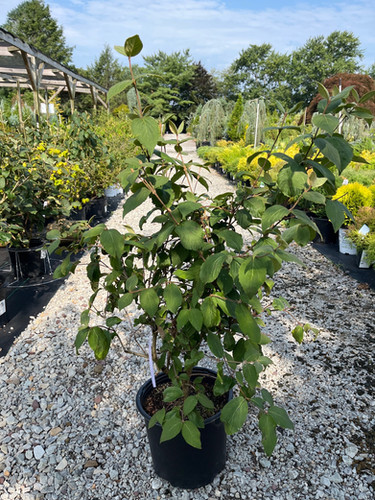 Viburnum x burkwoodii 'Mohawk' - Mohawk Burkwood Viburnum | Plumline