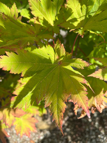 Acer japonicum 'Yama Kagi' - Mountain Shadows Full Moon Maple | Plumline