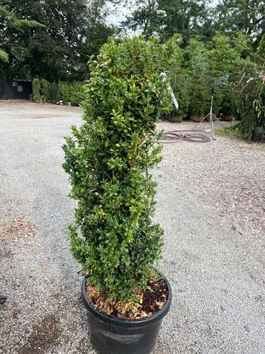Buxus sempervirens 'Dee Runk' - Dee Runk Boxwood | Plumline