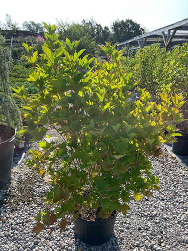 Viburnum trilobum 'Bailey Compact' - Compact American Cranberry ...