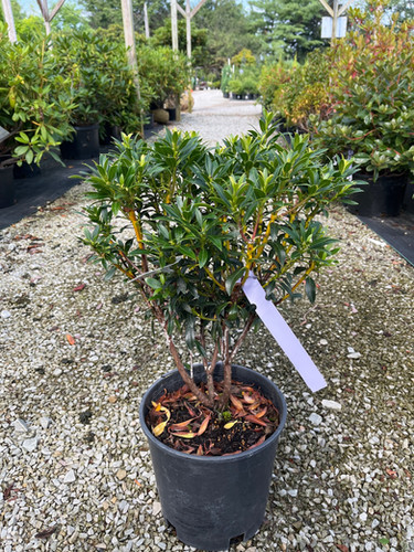 Kalmia latifolia 'Minuet' - Minuet Mountain Laurel | Plumline
