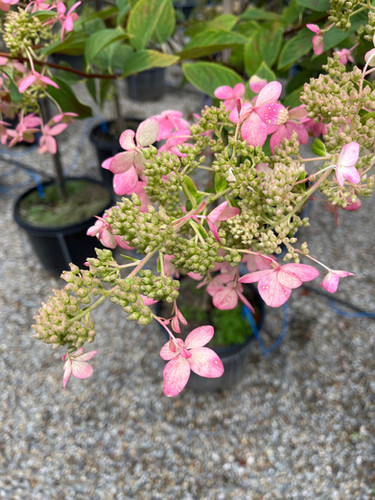 Pink Diamond Panicle Hydrangea STD | Plumline