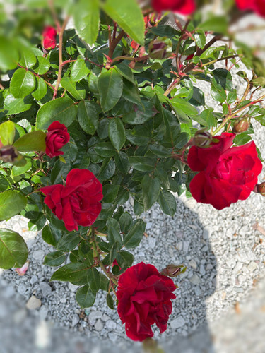 Rosa 'Brick House' - Brick House Rose | Plumline