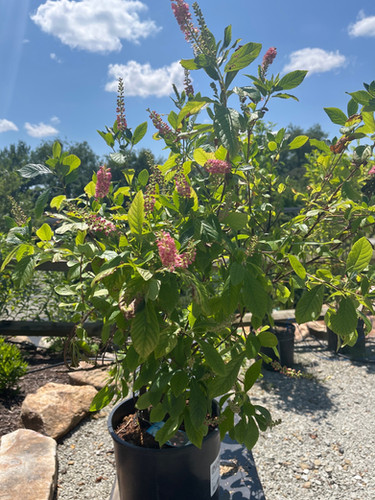 Clethra alnifolia 'Ruby Spice' - Ruby Spice Summersweet | Plumline