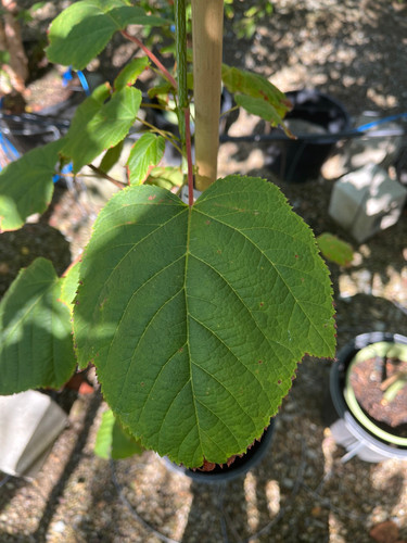 Acer pennsylvanicum - Striped Maple - Snake Bark Maple - Moose Maple ...